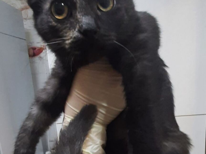 Котенок с уникальным окрасом