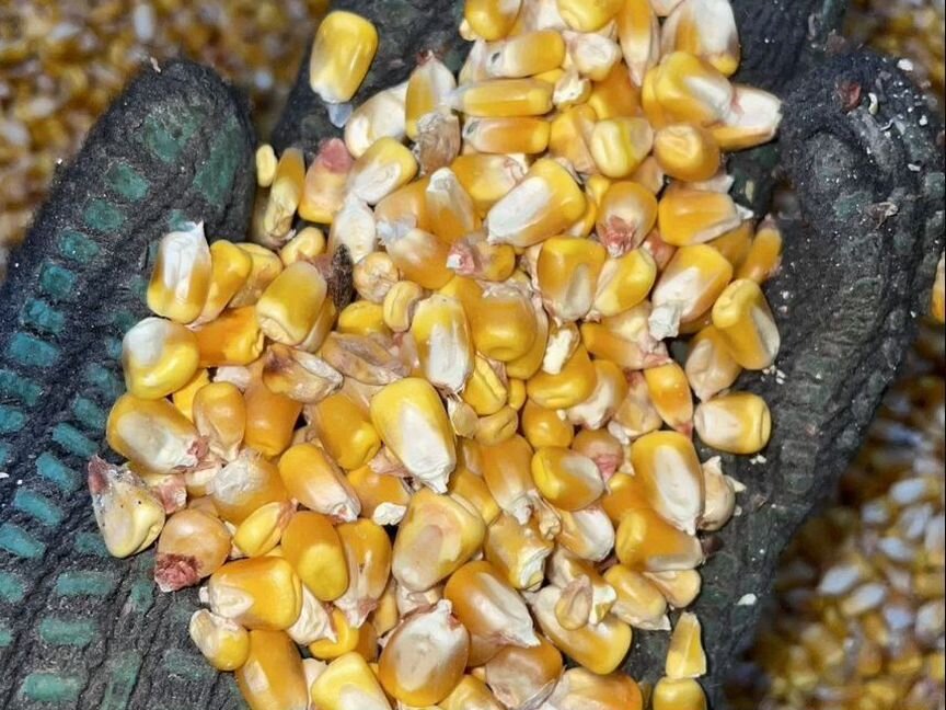 Гречиха, Гречиха на корм/посев