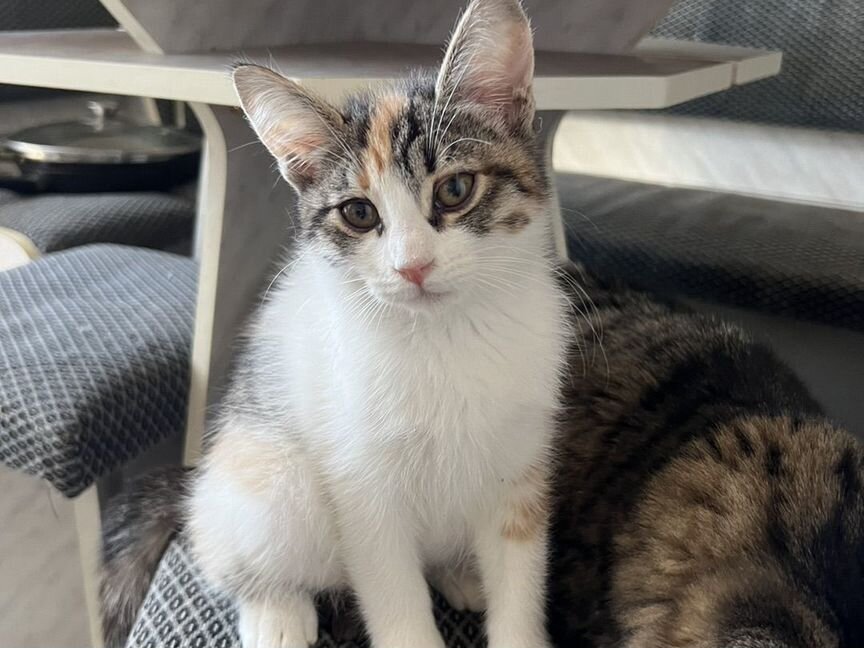 Кошка