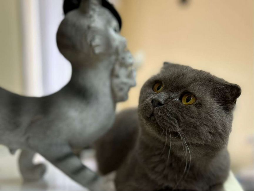 Британский кот в добрые руки