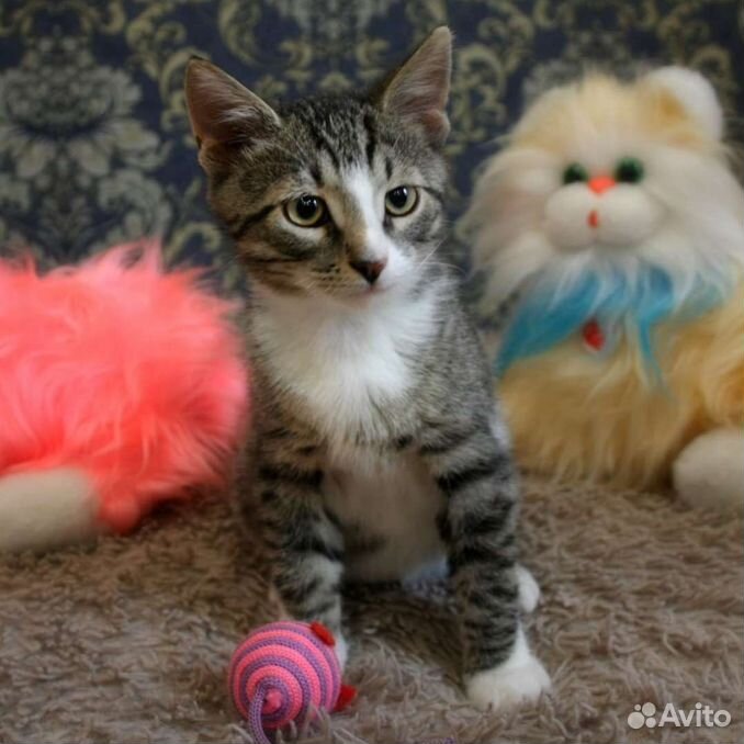 Котенок шустрик ищет свой дом