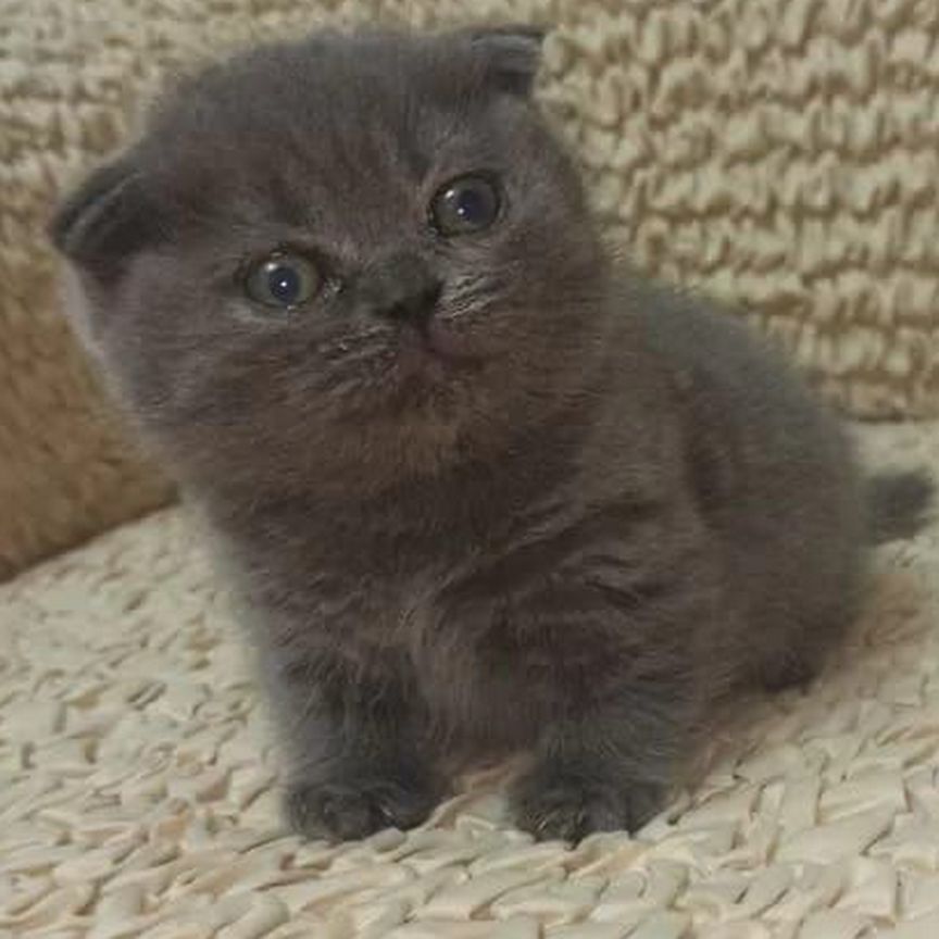 Британская вислоухая кошка
