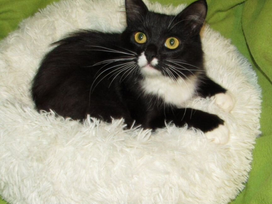Котик молоденький