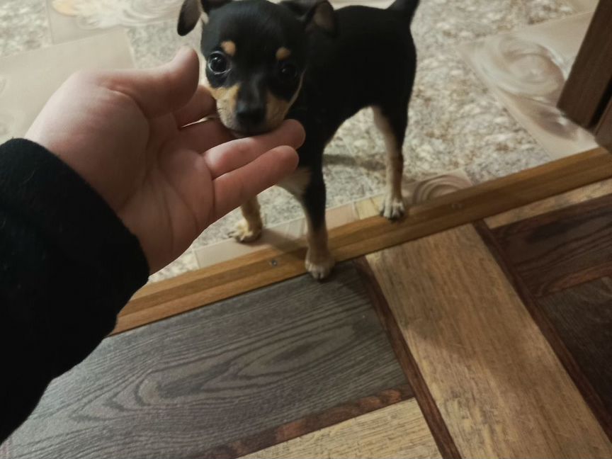 Щенки русский той-терьер