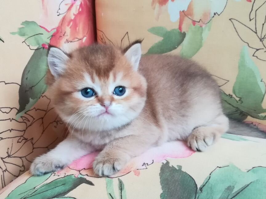 Мальчики скоттиш страйт