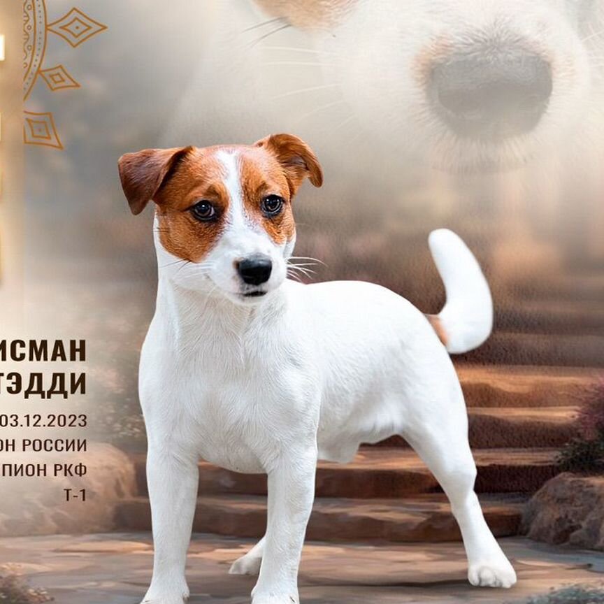Джек-рассел-терьер, вязка