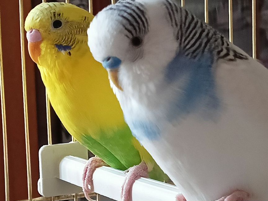 Гоша и Маргоша влюбленная пара волнистиков