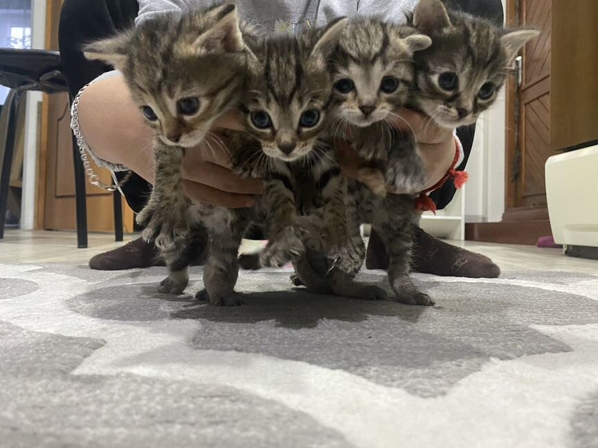 Британские котята