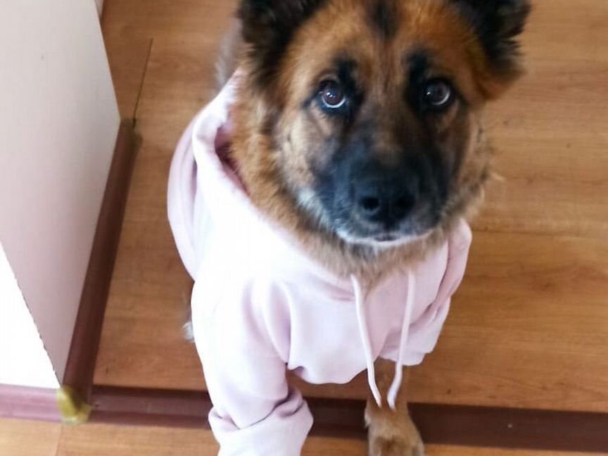 Собака в свой дом, квартиру