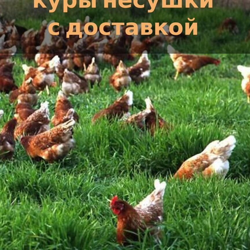 Куры несушки в адрес