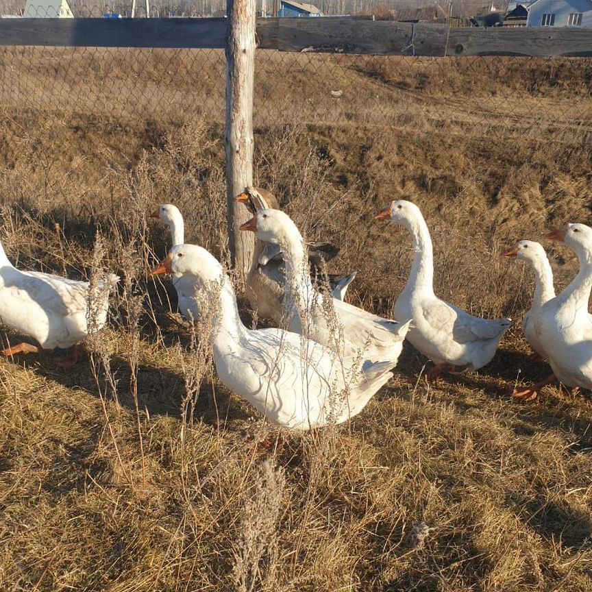 Гуси разные