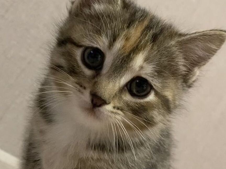 Отдам в добрые руки