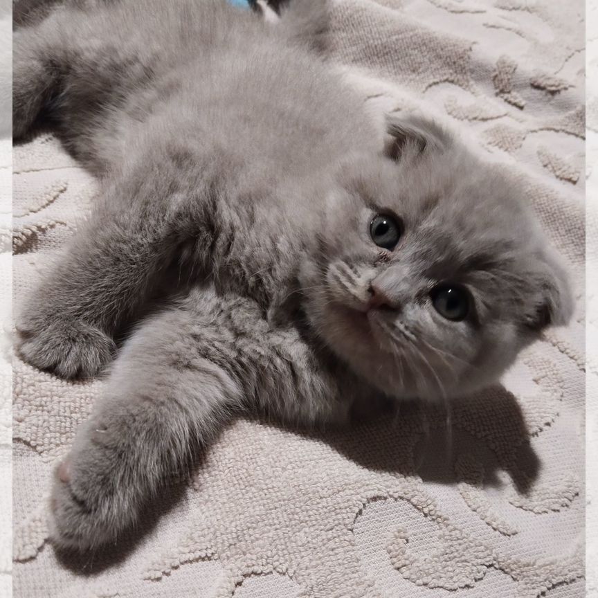 Продаются породистые британские котята