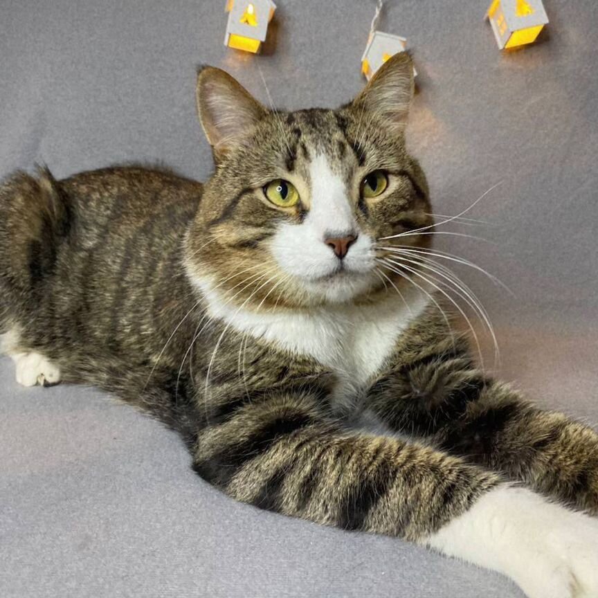 Семён шикарный красивый котик в добрые руки