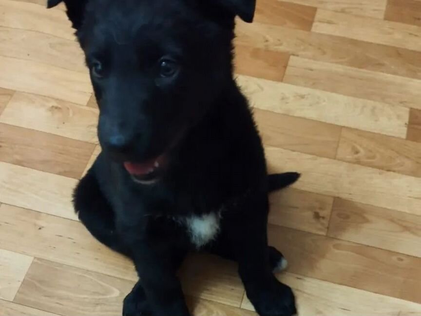 Щенок в добрые руки бесплатно