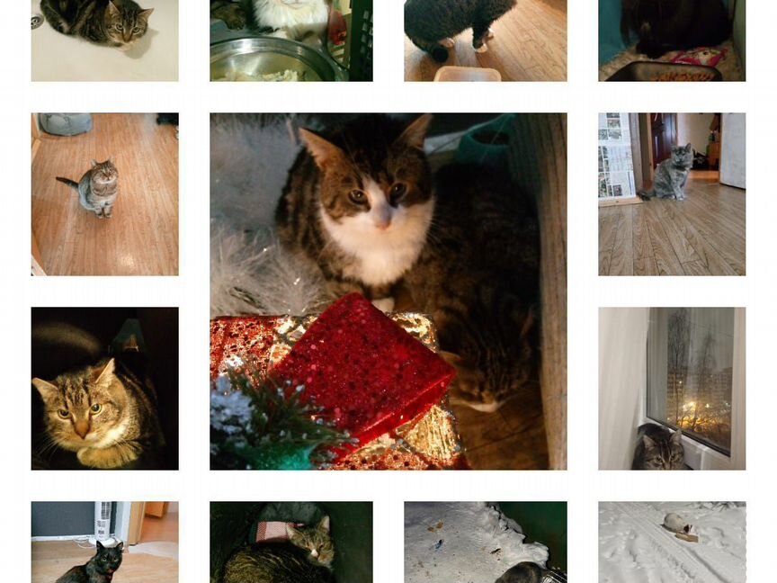 Коты и кошки