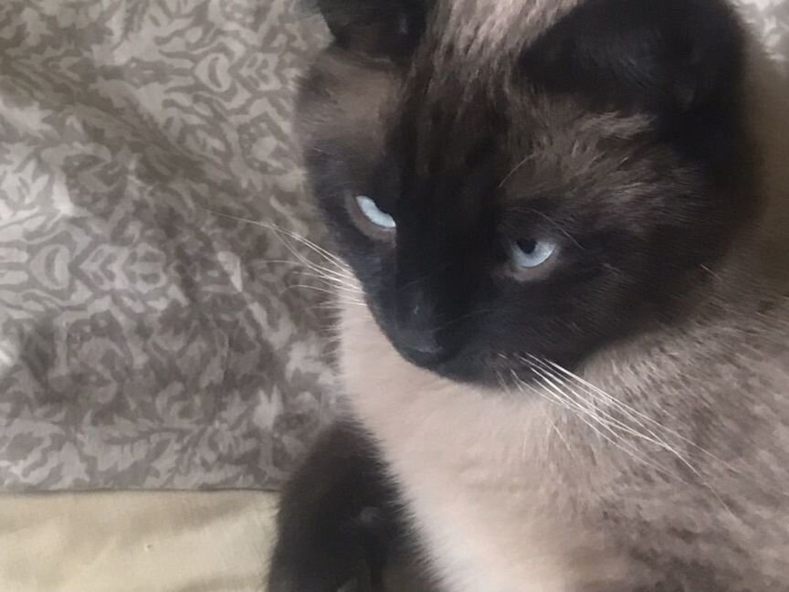 Тайский кот