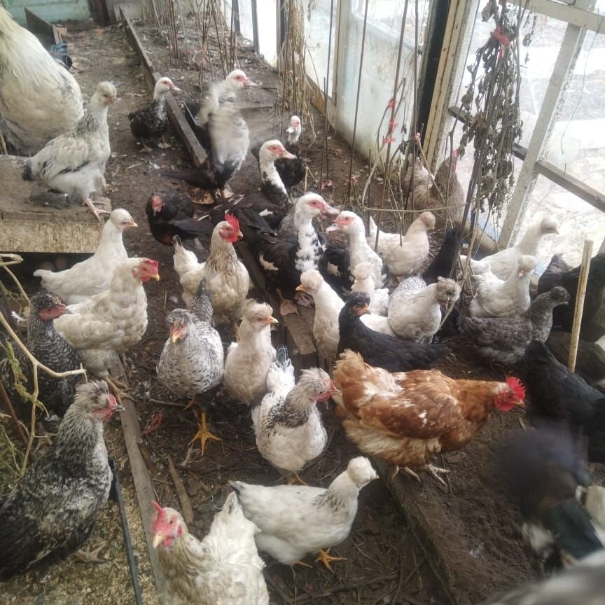 Куры молодки несушки