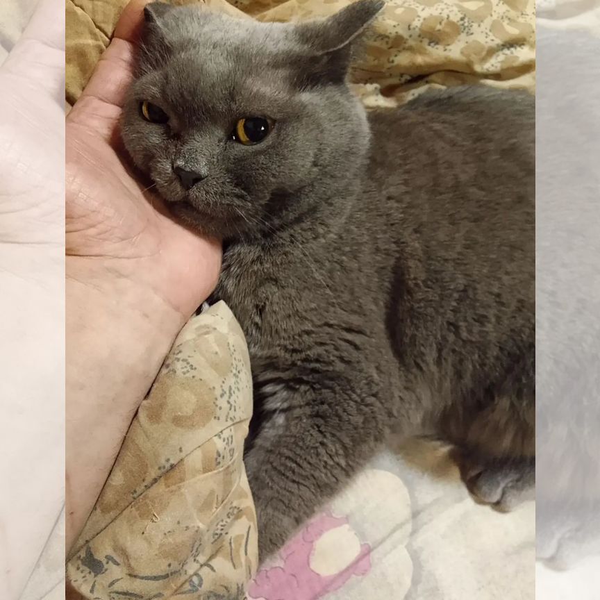 Британский короткошёрстный котёнок