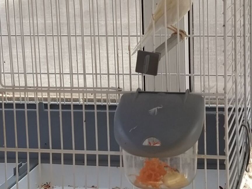 Отдам бесплатно пристарелого кенара