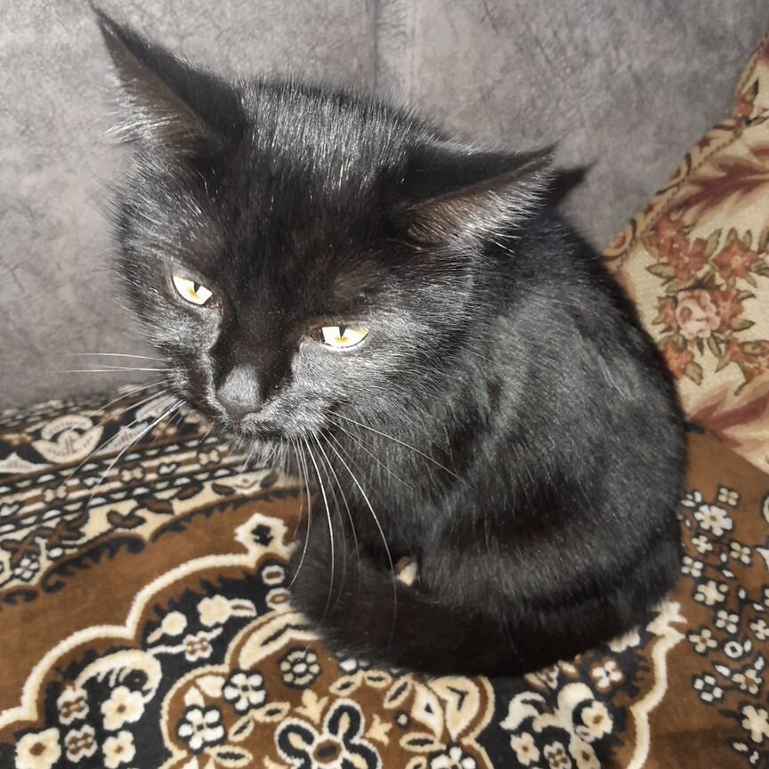 Котёнок