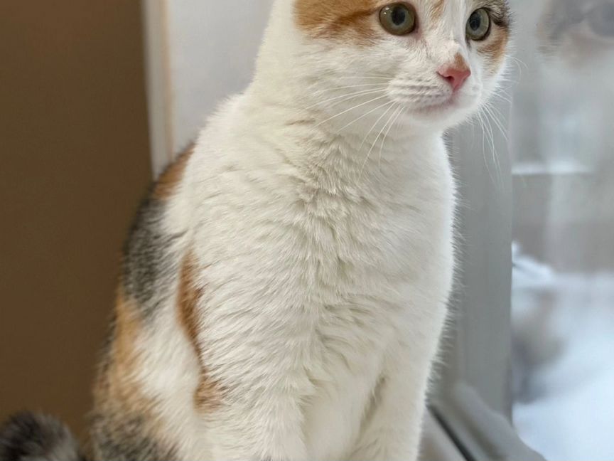 Обаятельная Кошка