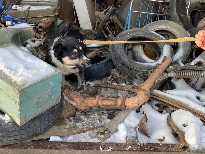 Пёс ищет дом