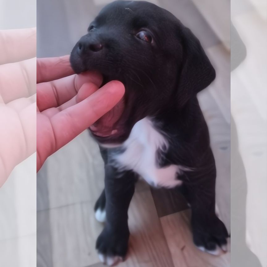 Щенок в добрые руки