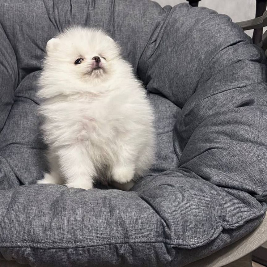 Померанский шпиц, щенок