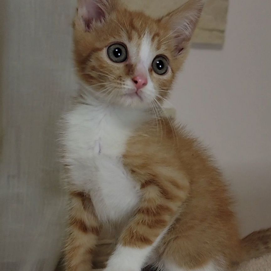 Рыжий с белым котенок 2 месяца