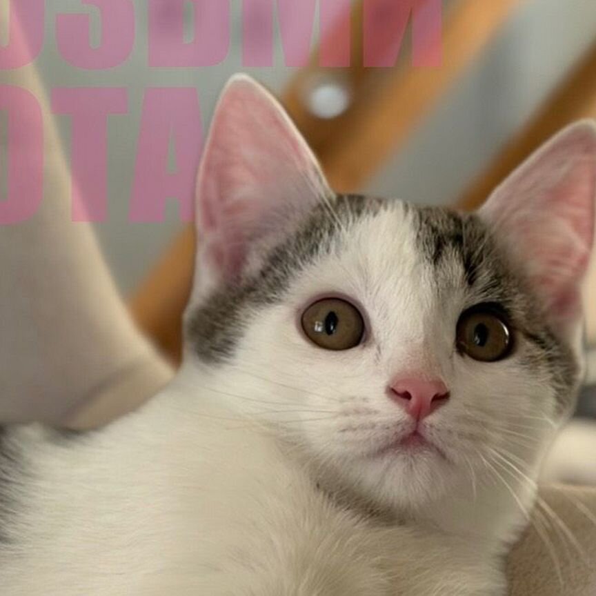 Котёнок в добрые руки