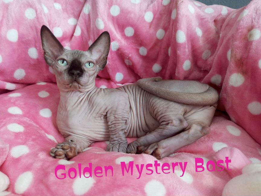 Бамбино Сфинкс