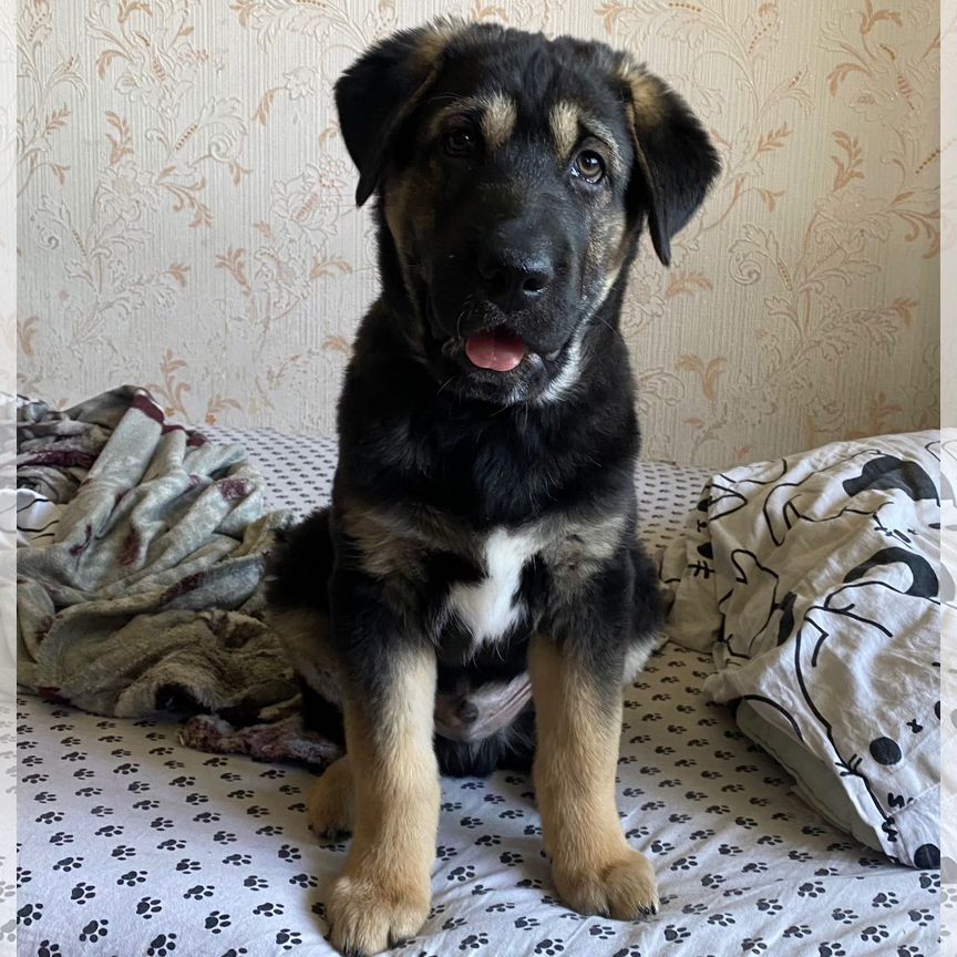 Щенок в добрые руки