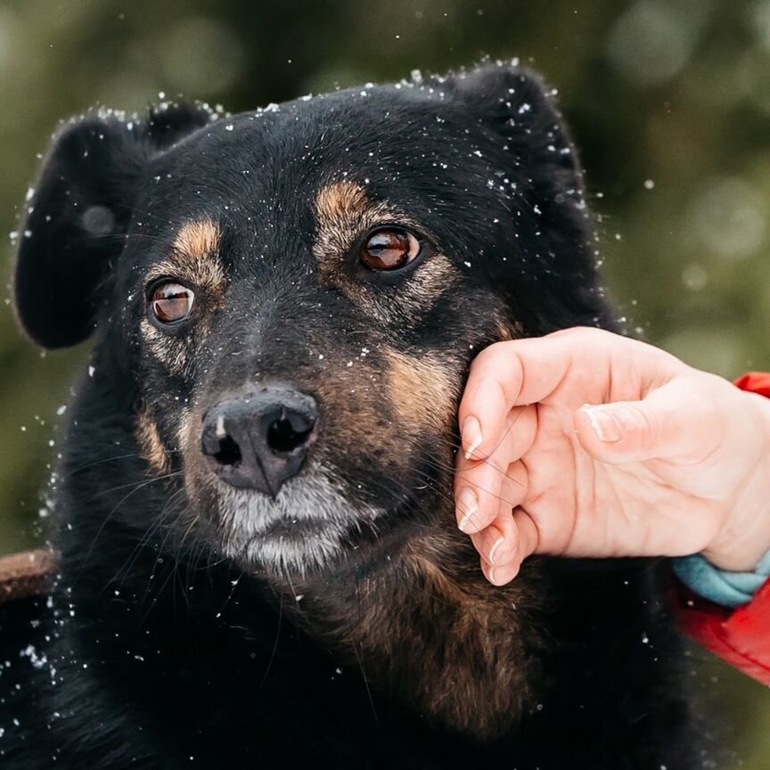 Собака Берта ждет семью
