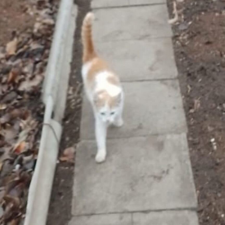 Белорыжий котик