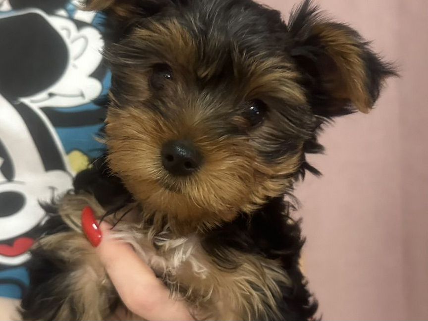 Йоркширский терьер