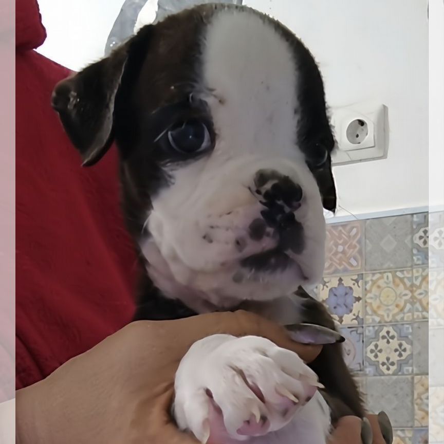 Боксер, щенок