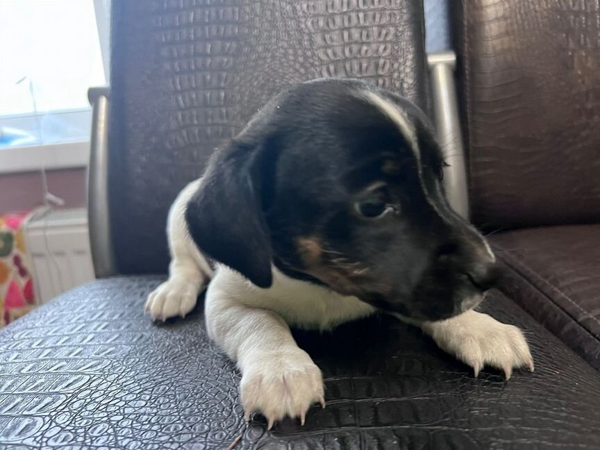 Такса Джек Рассел