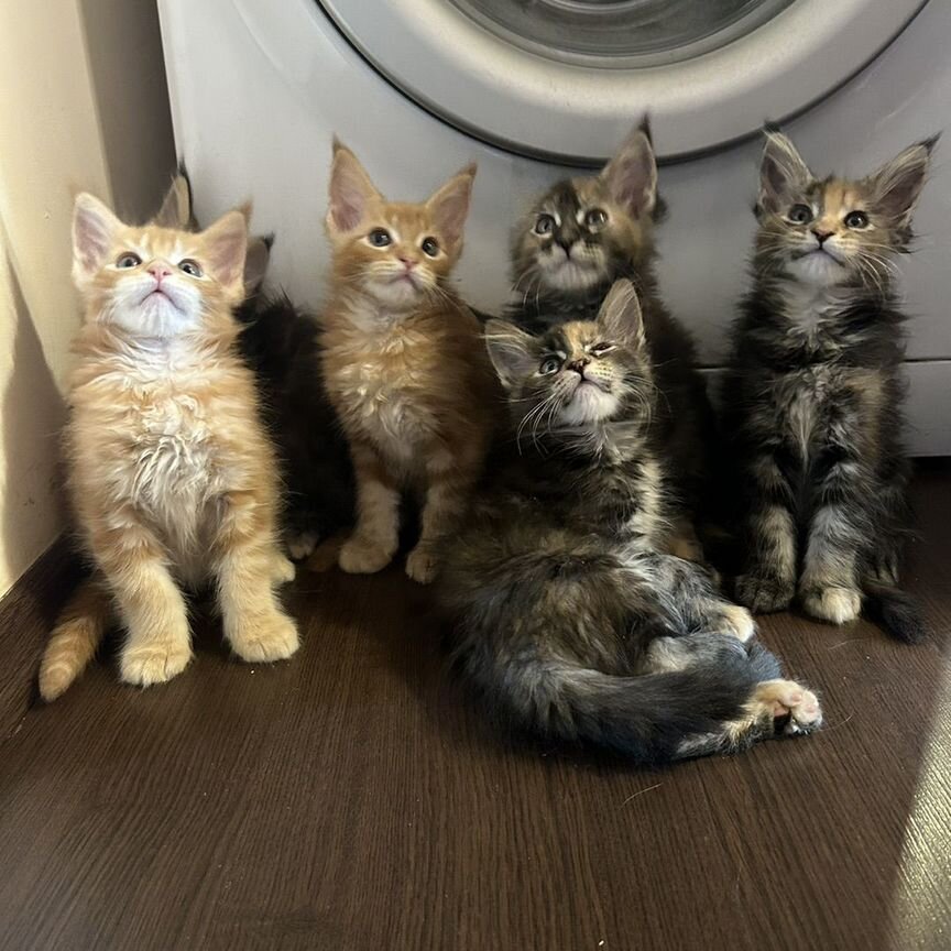 Котята мейн-кун