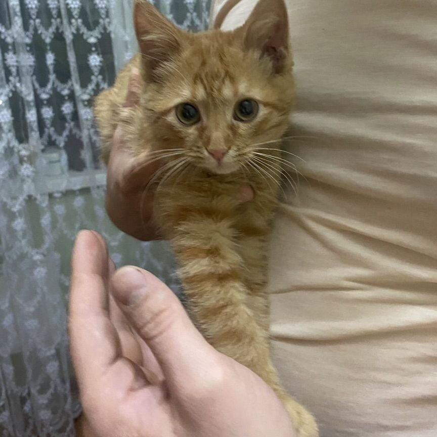 Рыжий котенок девочка в добрые руки