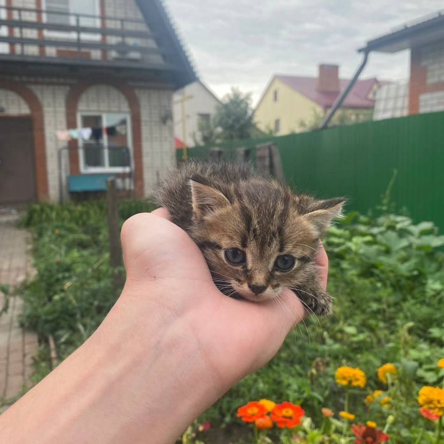 Уличные котята