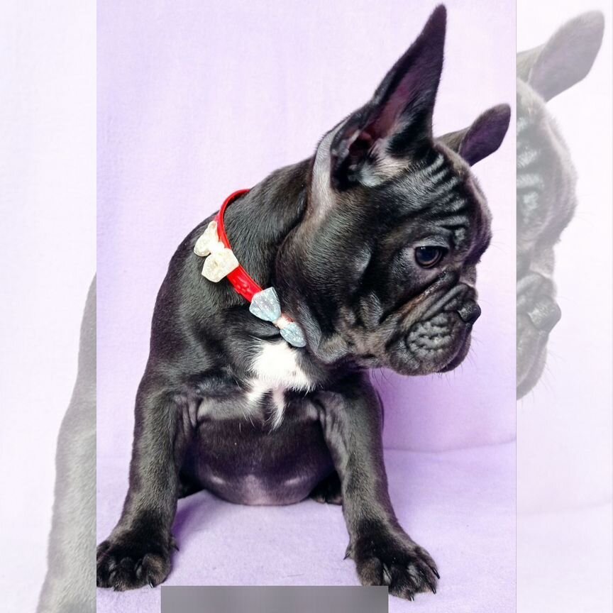 Французский бульдог щенки