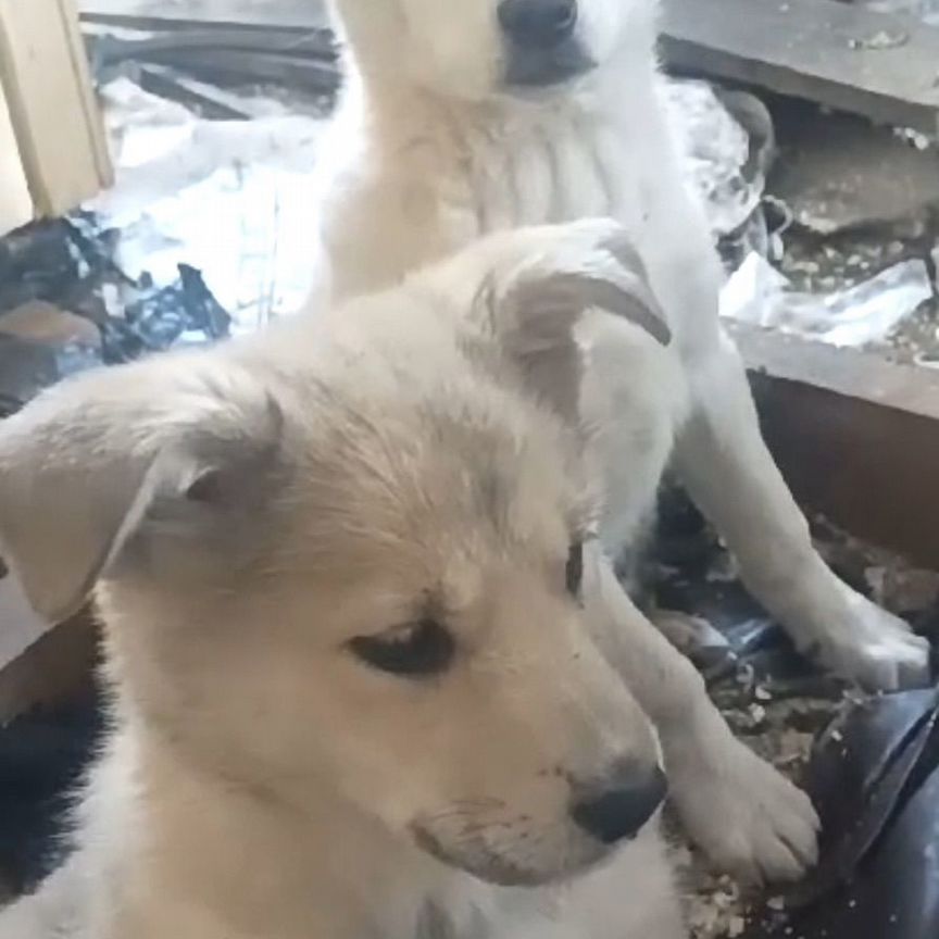 Щенки