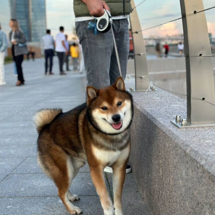 Розыскивается собака сиба-ину Симба