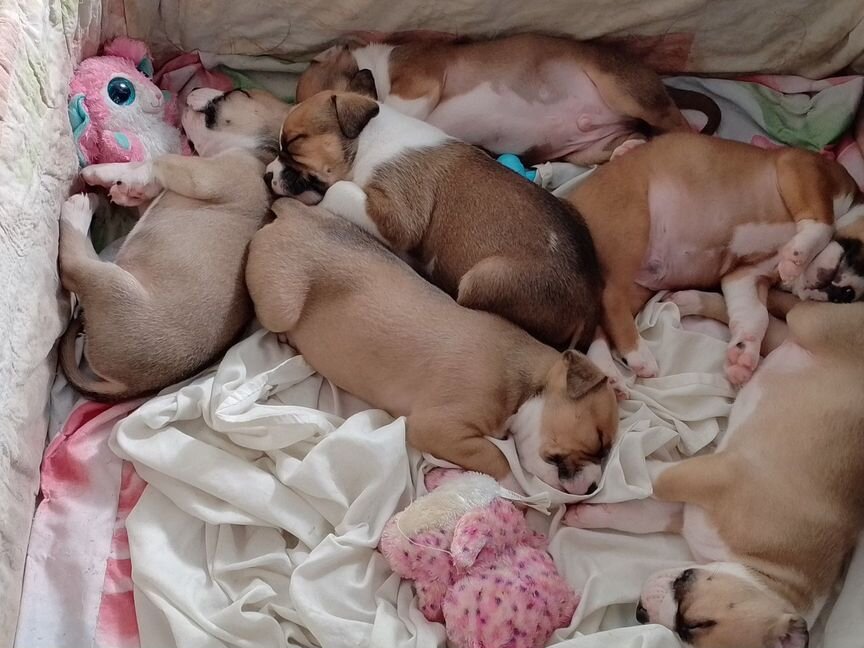 Стаффордширский терьер