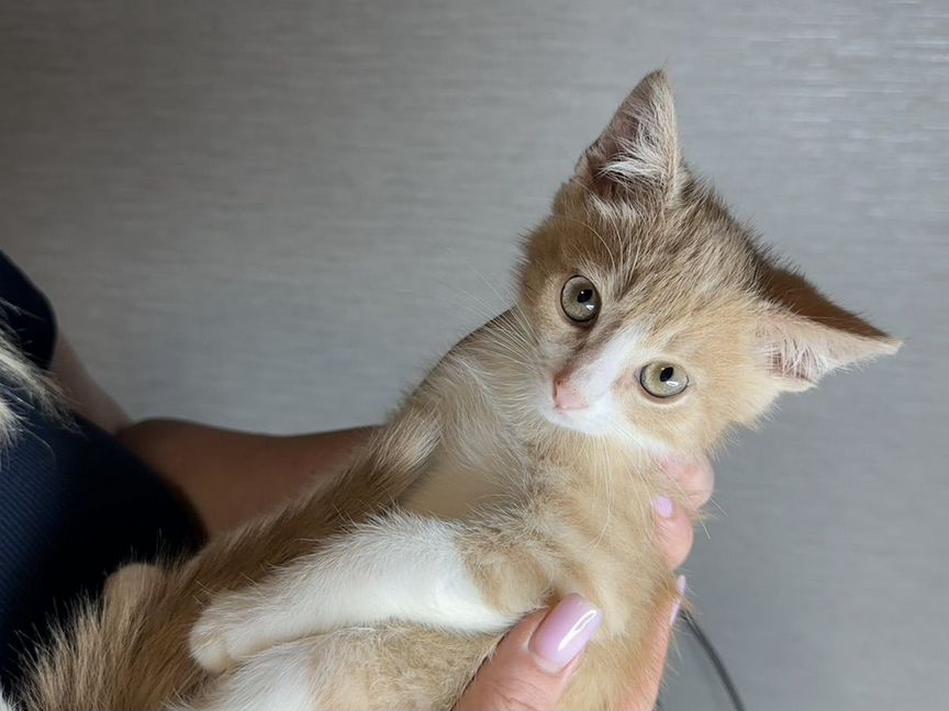 Прекрасные котята ищут родителей