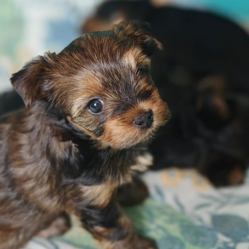 Щенки Йорка