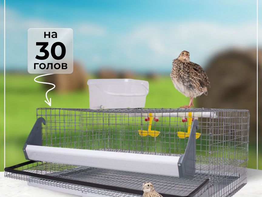 Клетка для перепелов на 30 голов
