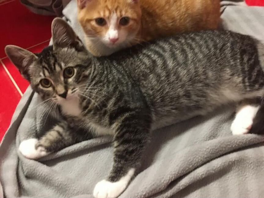 Котёнок ищет дом