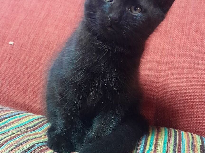 Котята Кипенские Аутентичные